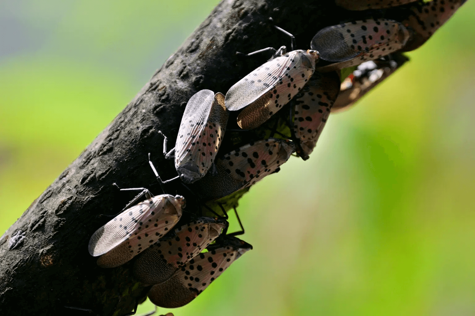 Battling Spotted Lanternfly Infestation in New York with FOBA Trap: Pr ...
